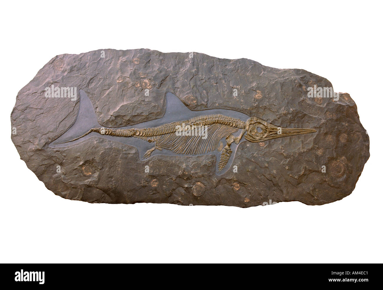 Fossil hi-res stock photography and images - Alamy