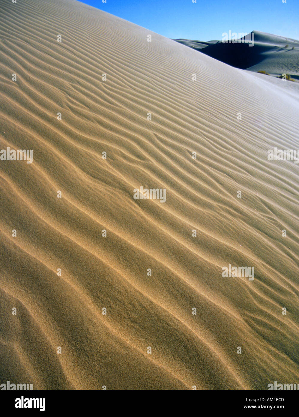 A desert sand dune with wind-created ripples Stock Photo - Alamy