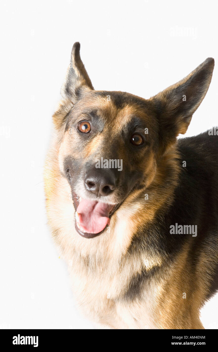 German shepherd dog standing and looking up hi-res stock photography ...