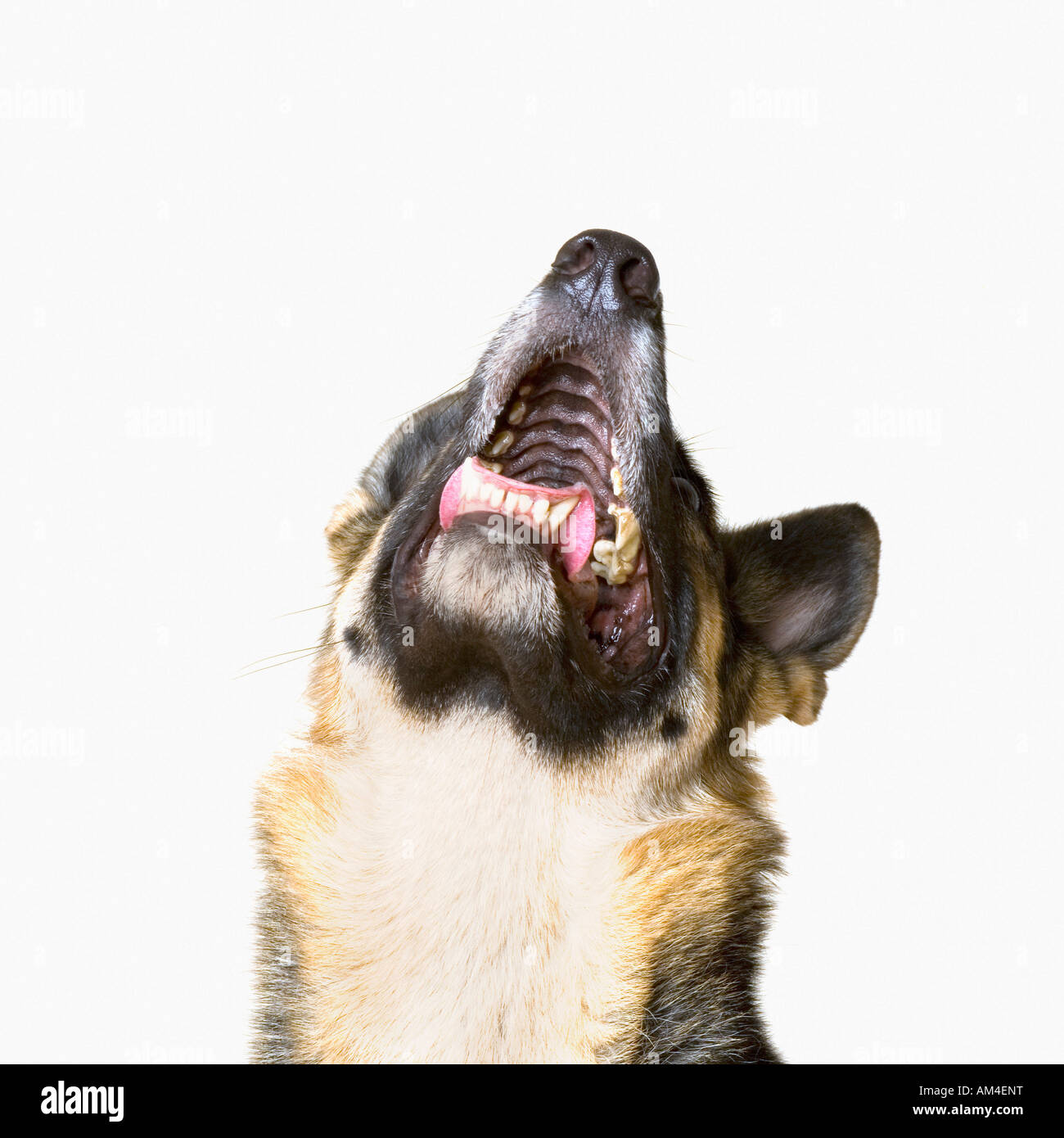 Close-up of a German Shepherd raising its head to howl Stock Photo - Alamy