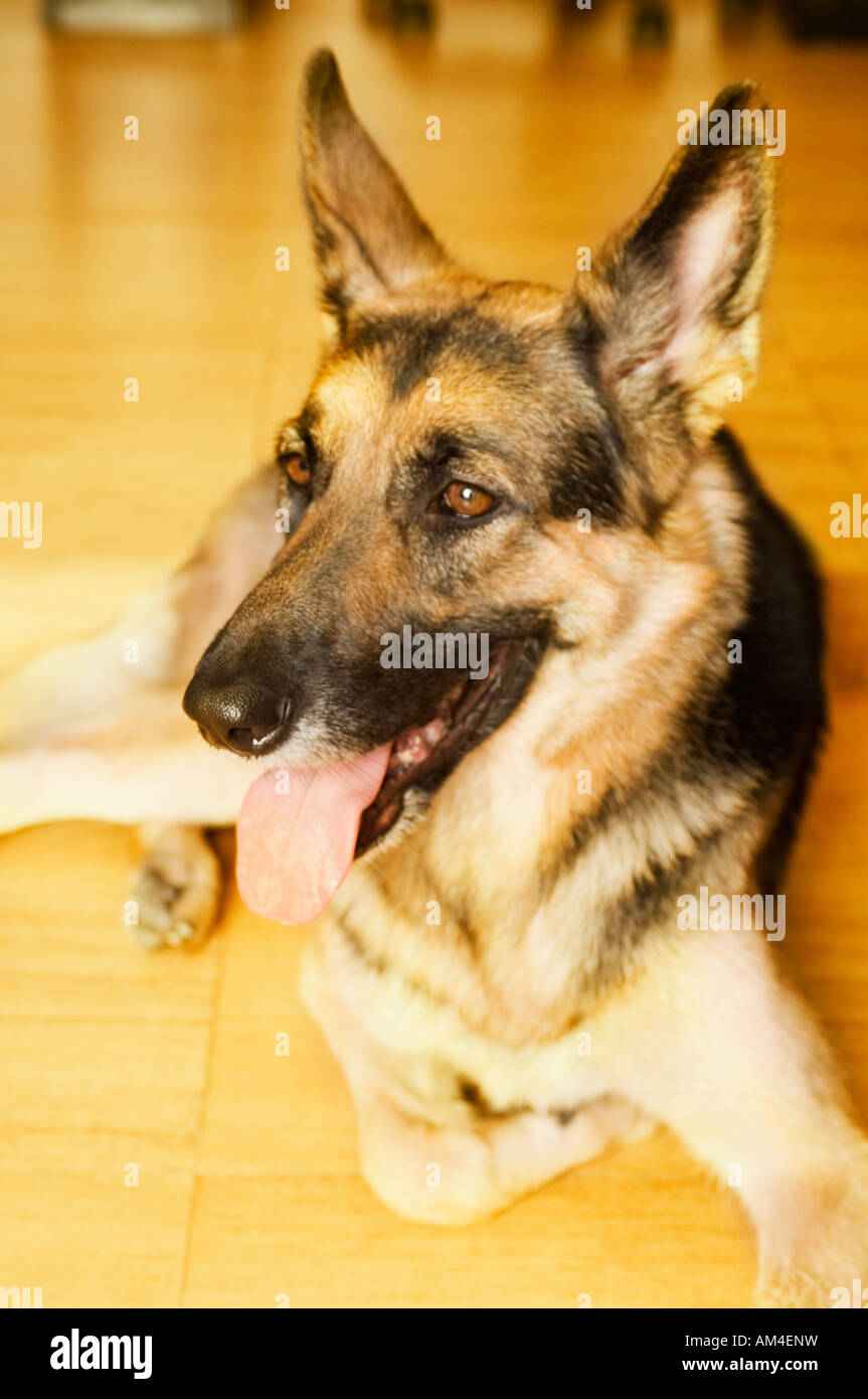 Close up german shepherd panting hi-res stock photography and images ...