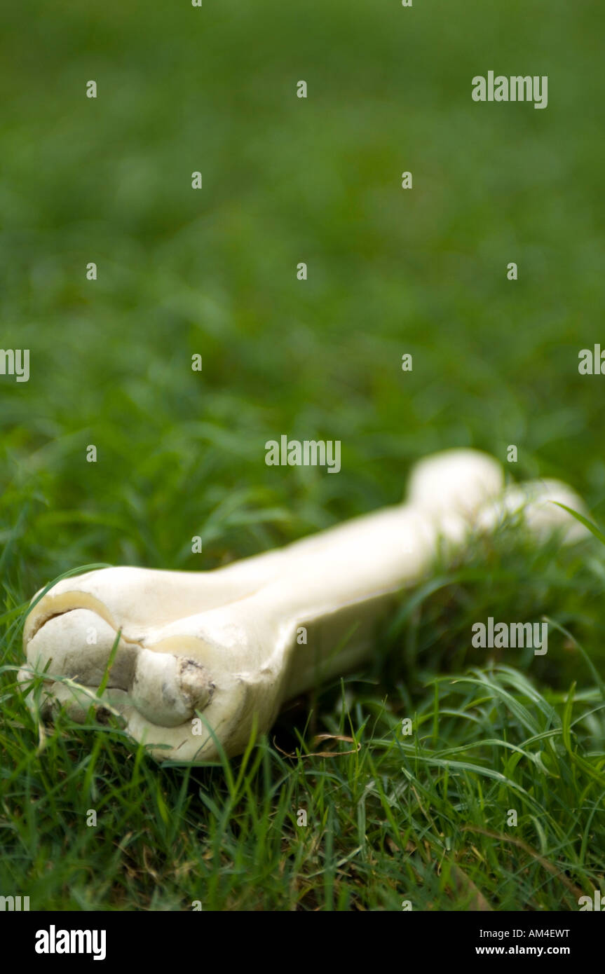 Chewy bone hi-res stock photography and images - Alamy