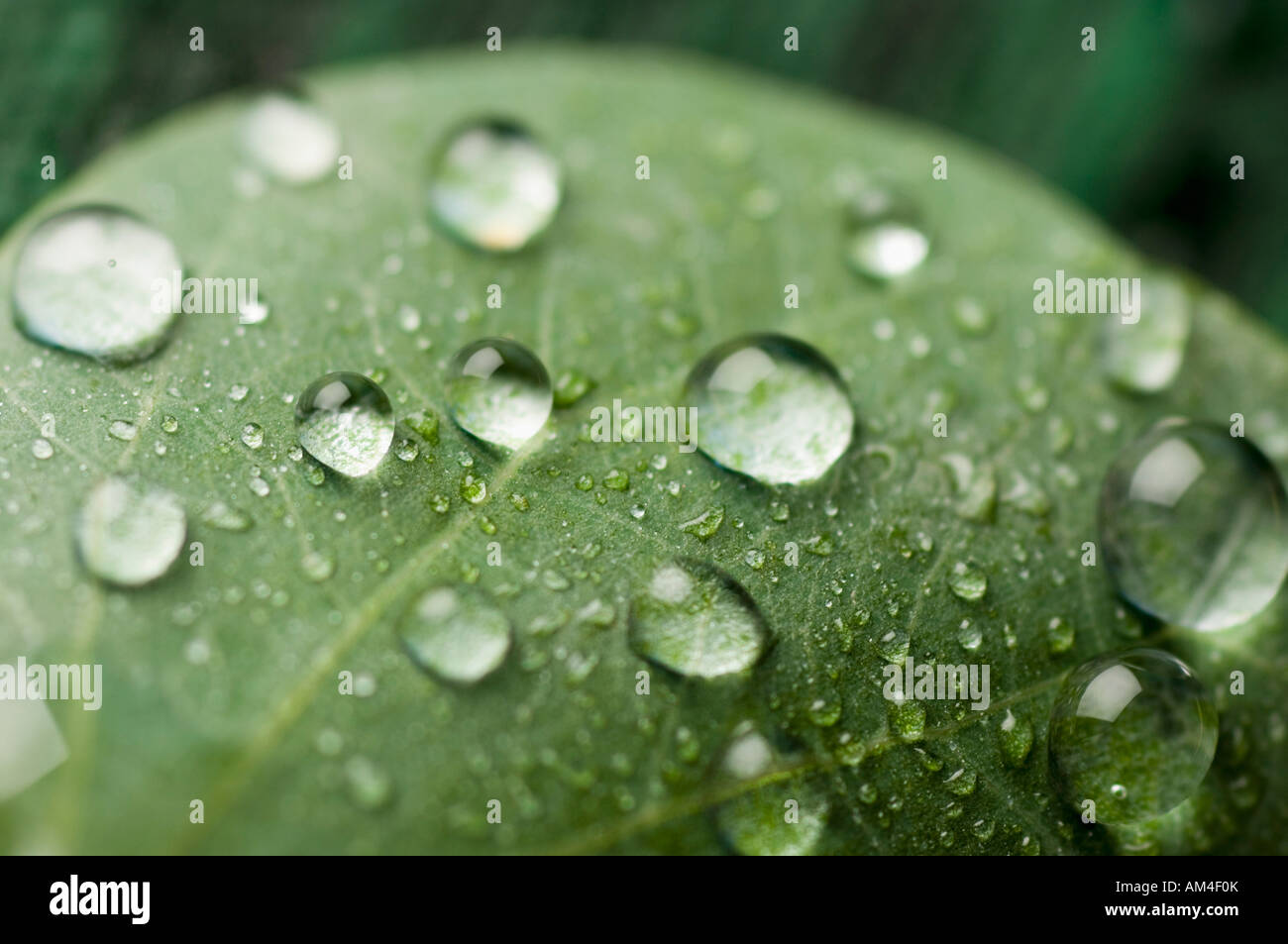Close-up of water droplets on a leaf Stock Photo - Alamy