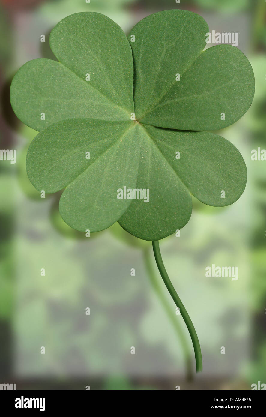 Lucky four leaf clover close-up Stock Photo - Alamy