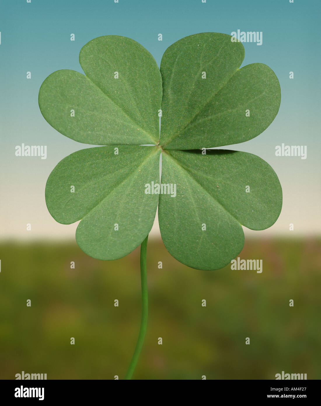 Lucky four leaf clover close-up Stock Photo - Alamy