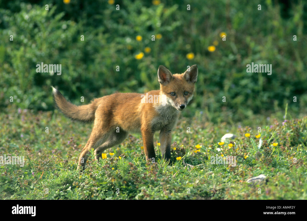 Fox cub Kent England Stock Photo - Alamy