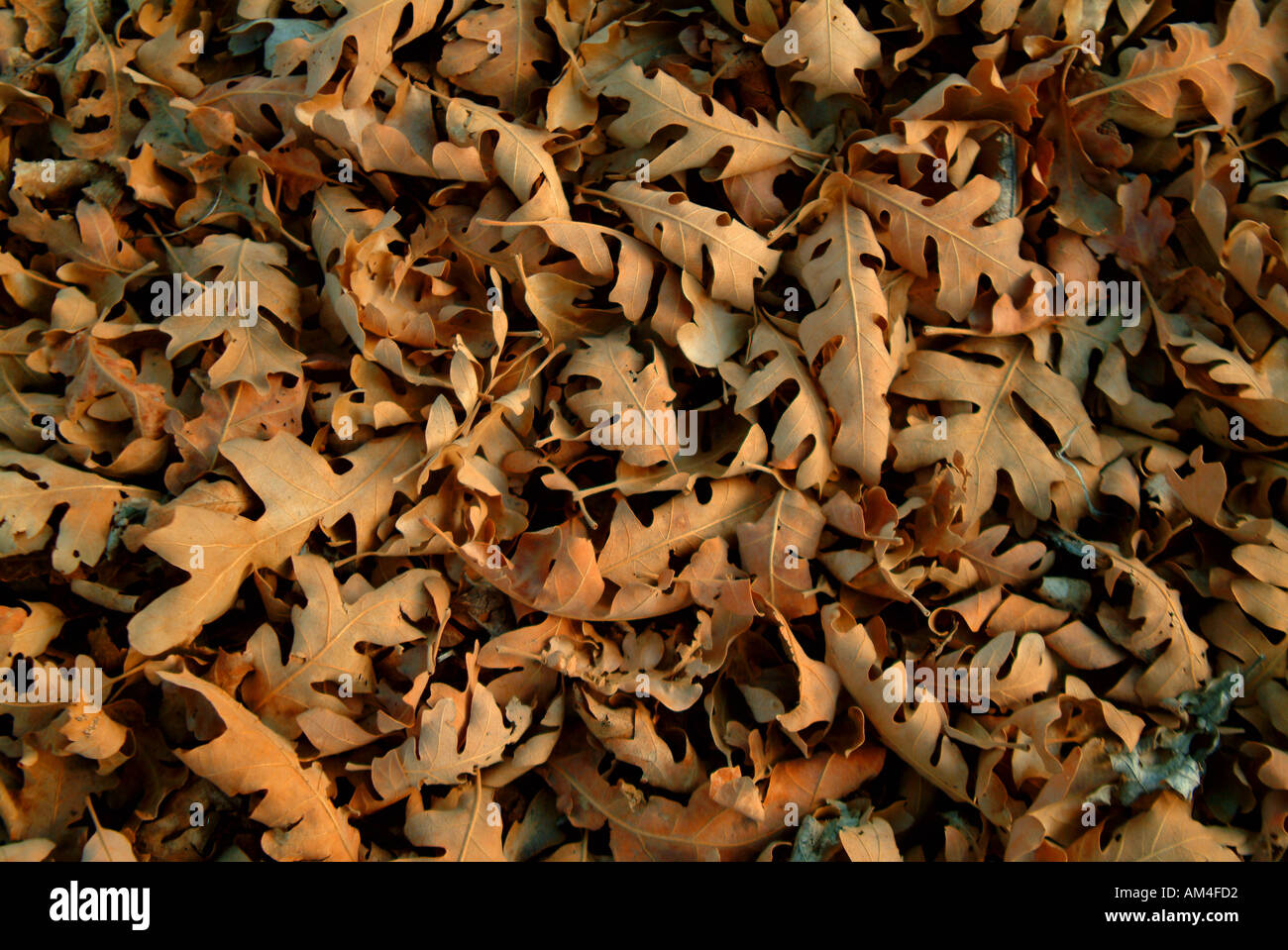 Autumn leaf patterns hi-res stock photography and images - Alamy