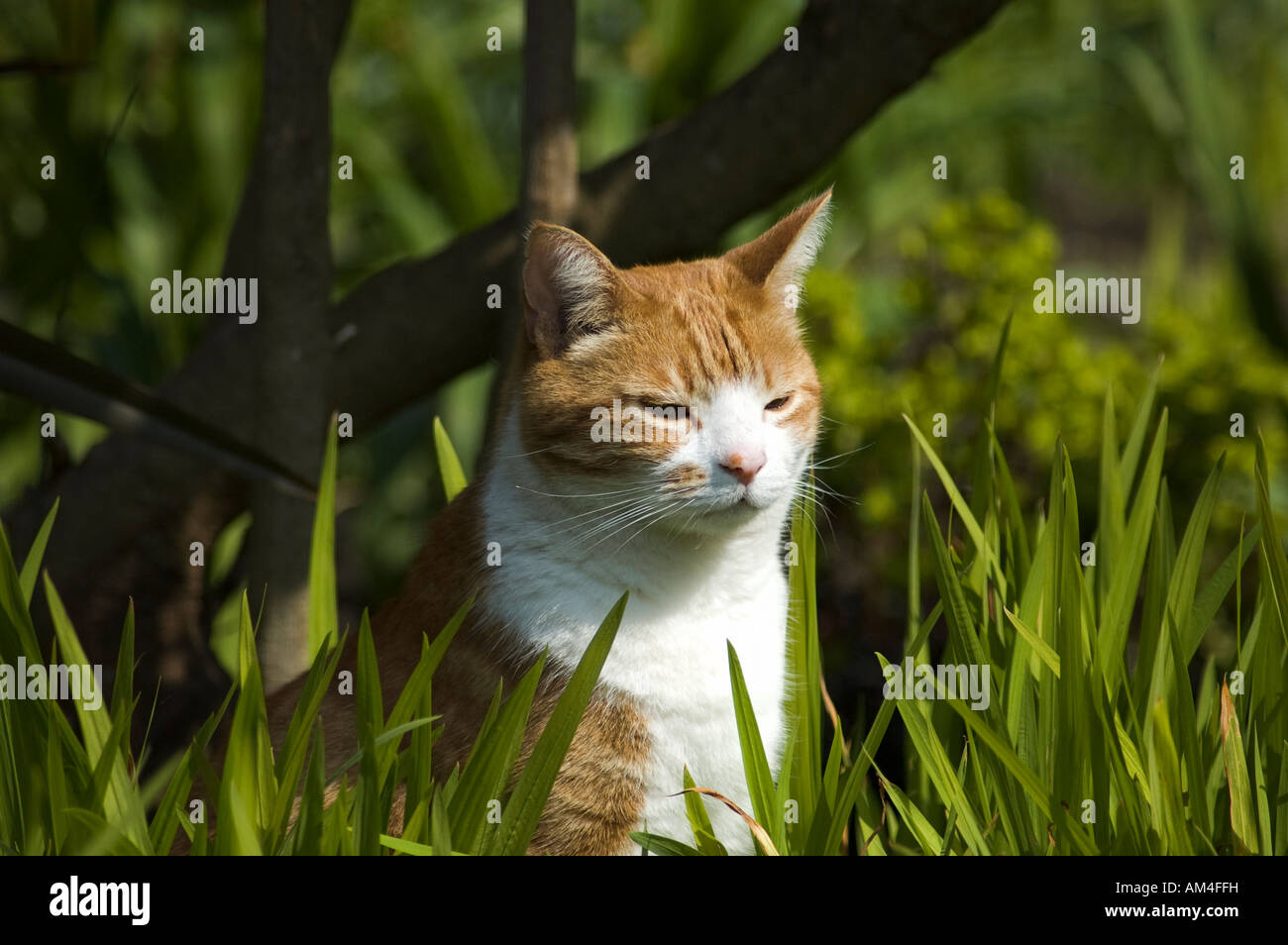 cat in garden enjoying sun Stock Photo - Alamy
