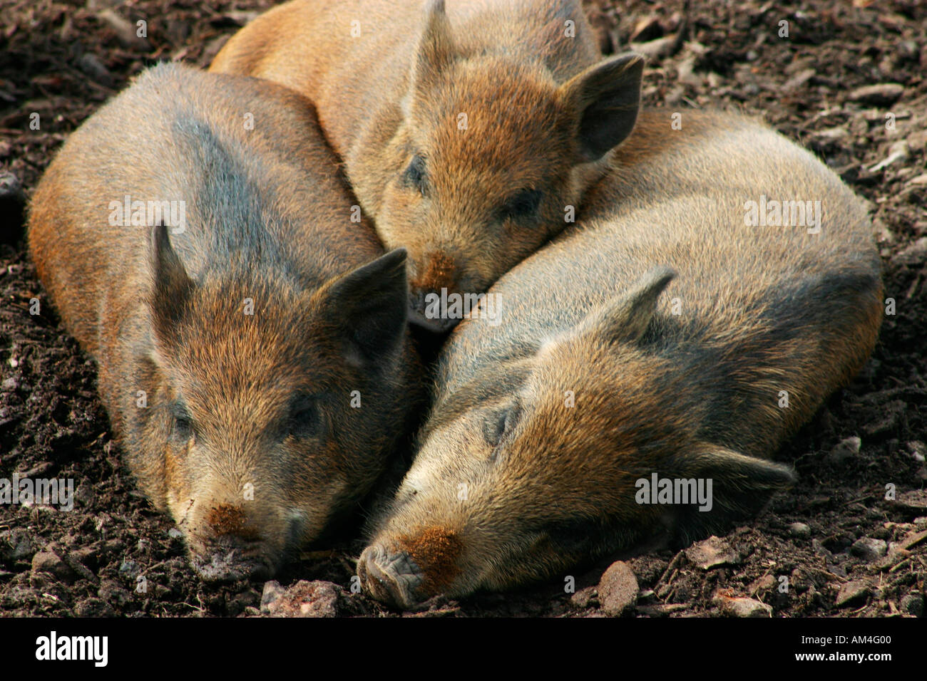 Wild Boar Piglets asleep Stock Photo - Alamy