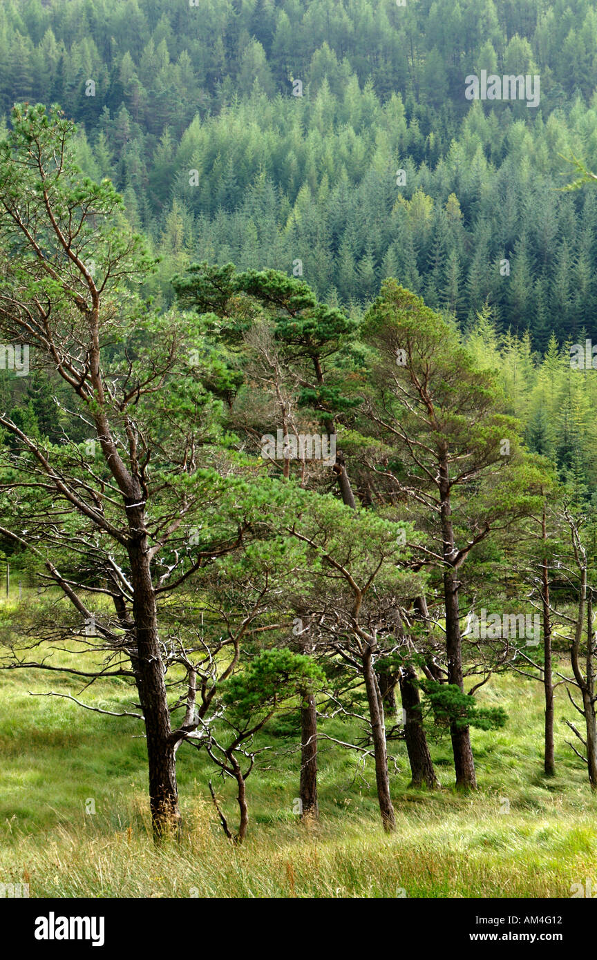 Sylvestrishill hi-res stock photography and images - Alamy