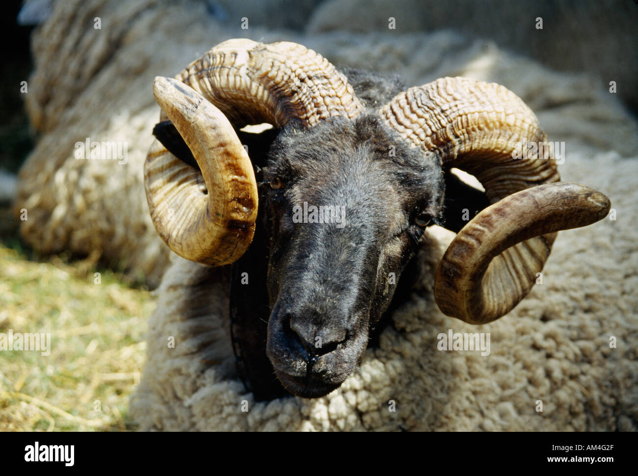 Sheeps head UK Stock Photo - Alamy