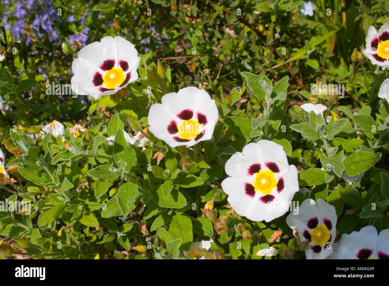 Cistus cyprius, Rock rose, Sun rose, Cistaceae Stock Photo - Alamy