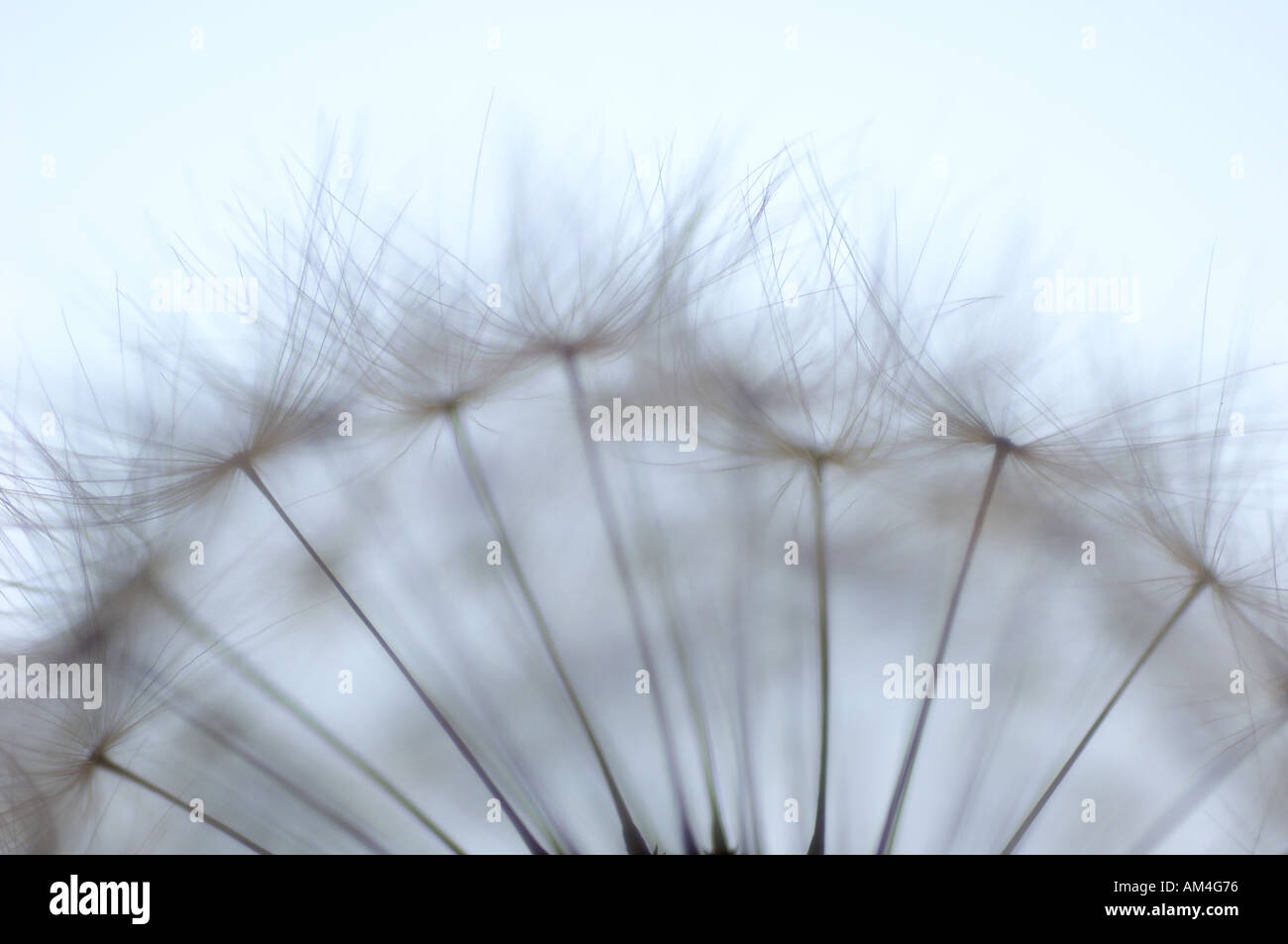 Dandy lion seeds Stock Photo - Alamy