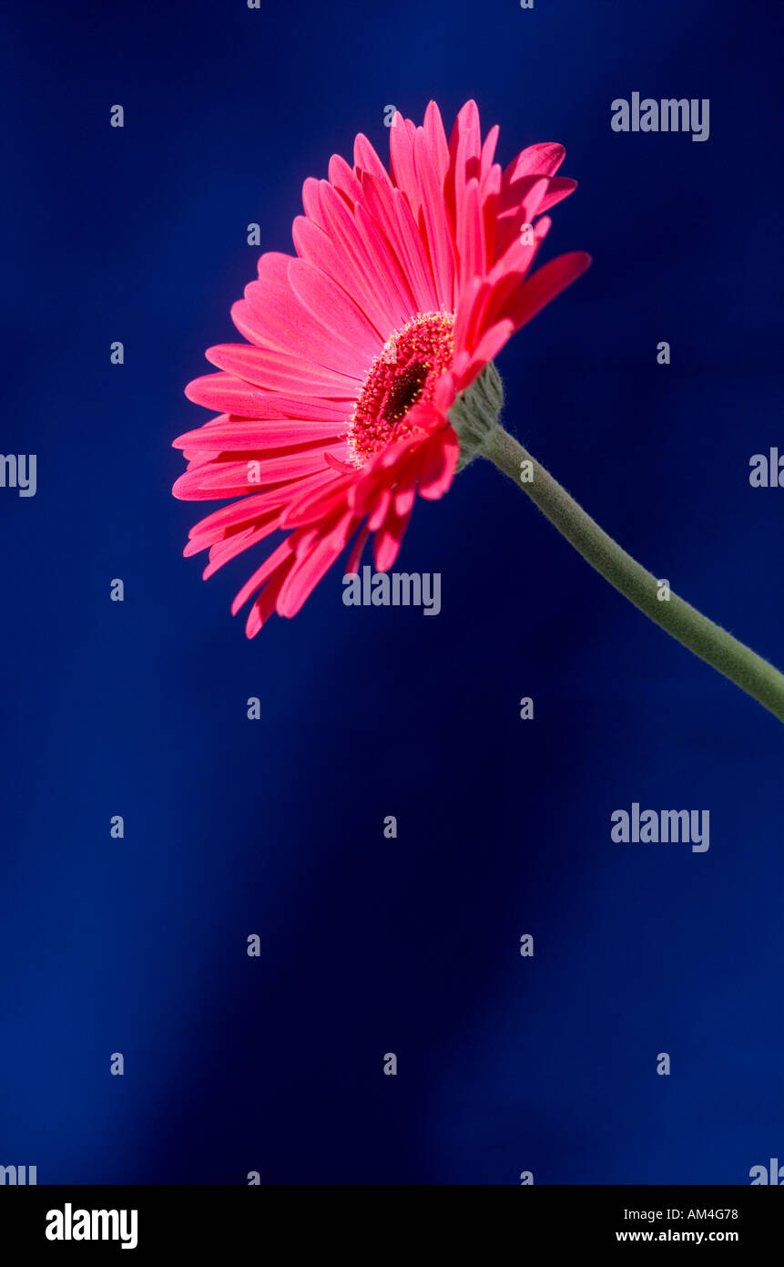 Colourful daisy flower hi-res stock photography and images - Alamy