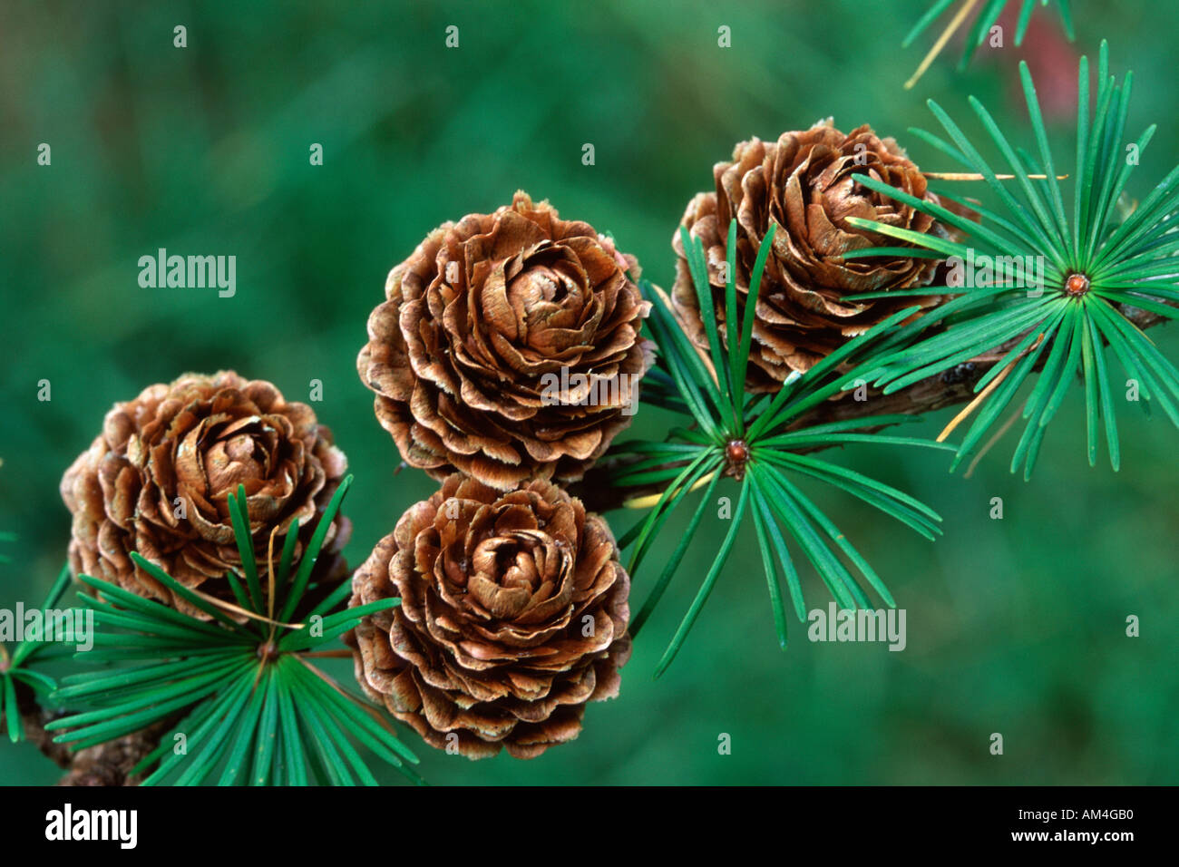Japanese Larch Larix kaempferi Stock Photo - Alamy