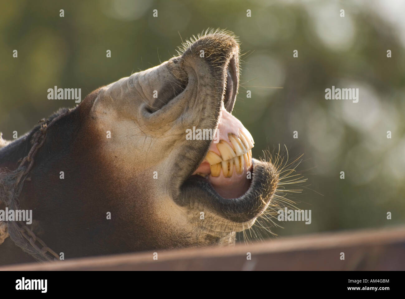 Close up of teeth and mouth of a donkey Stock Photo - Alamy