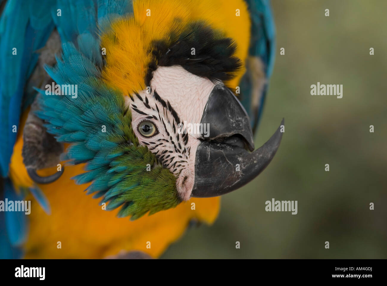 blue and gold macaw preening Stock Photo - Alamy