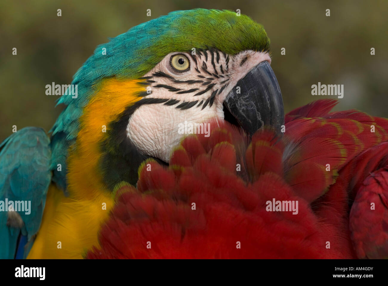 blue and gold macaw preening another macaw bird Stock Photo - Alamy