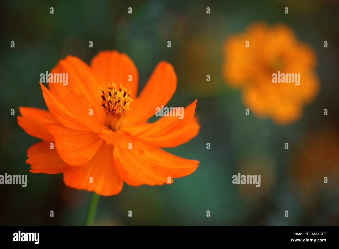 Cosmos bright lights hi-res stock photography and images - Alamy