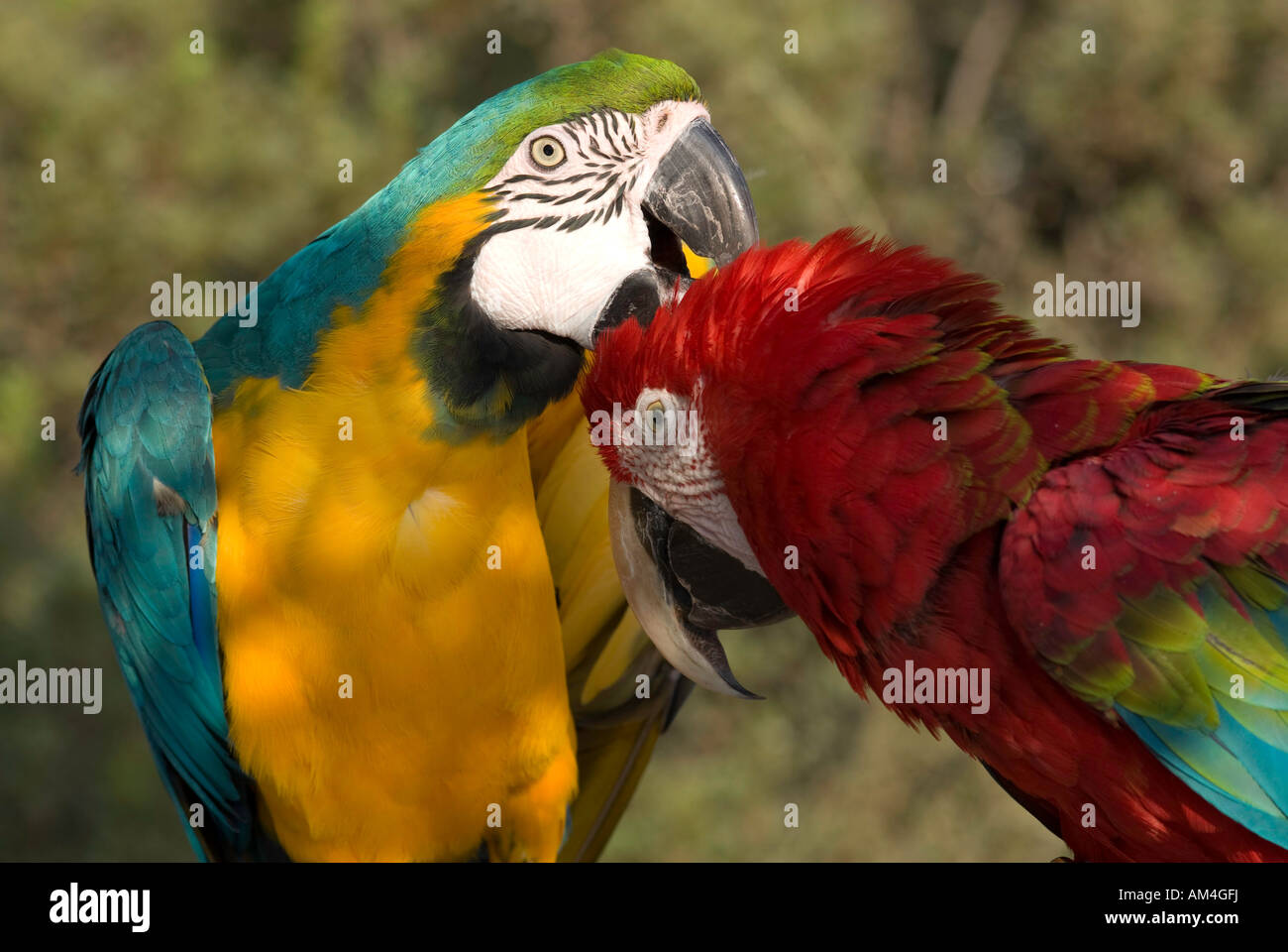 blue and gold macaw preening another macaw Stock Photo - Alamy