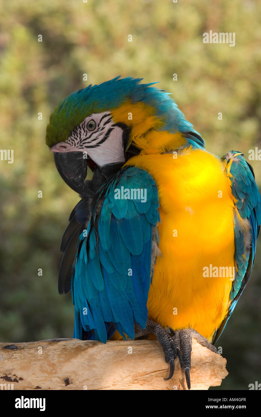 blue and gold macaw Stock Photo - Alamy