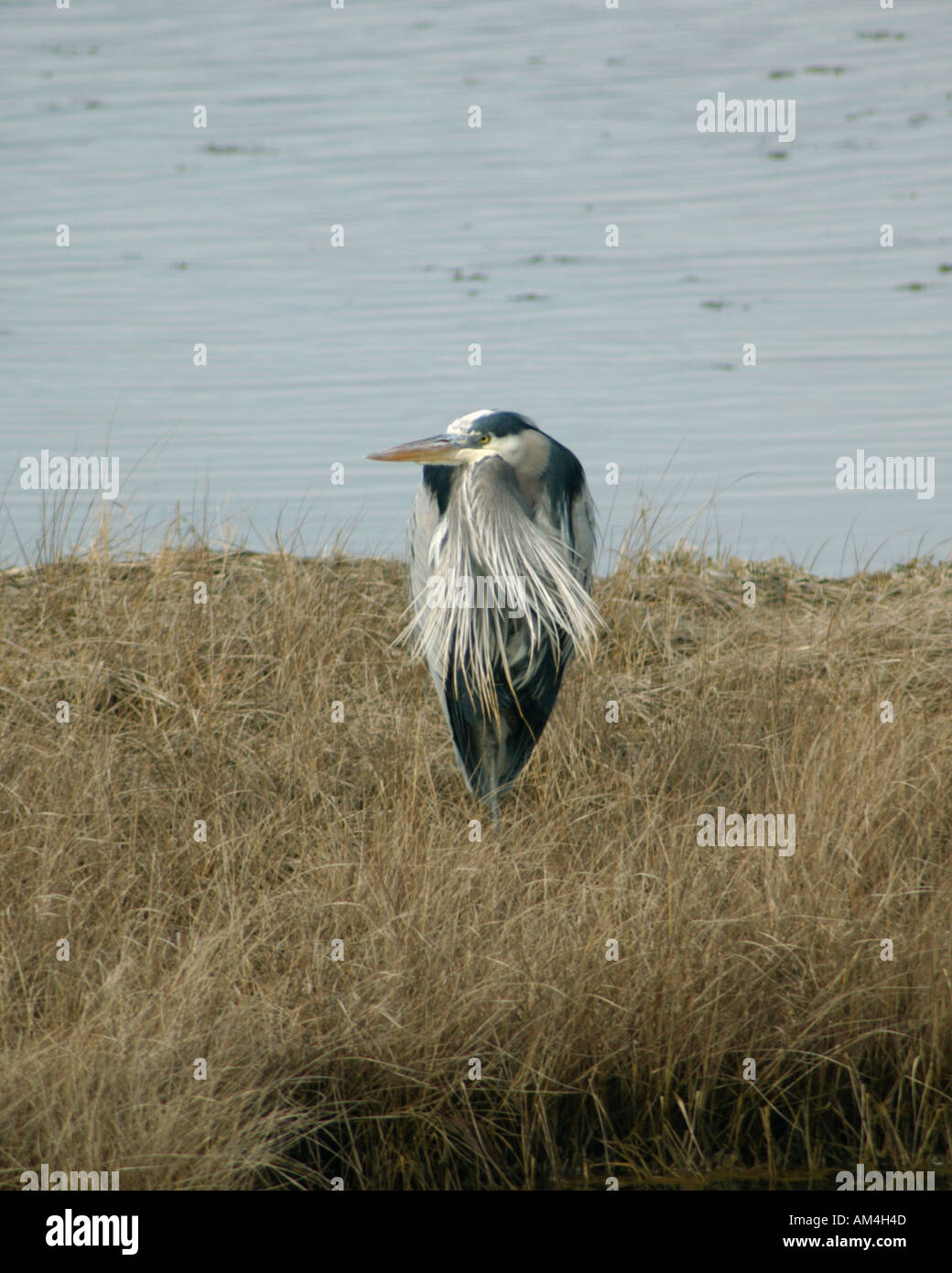 Great Blue Heron with flowing beard Stock Photo - Alamy