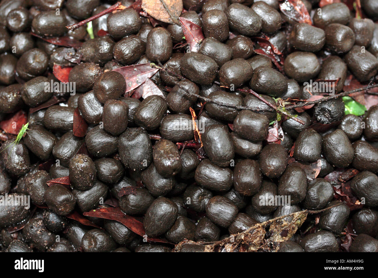 Okapia johnstoni dung Stock Photo - Alamy