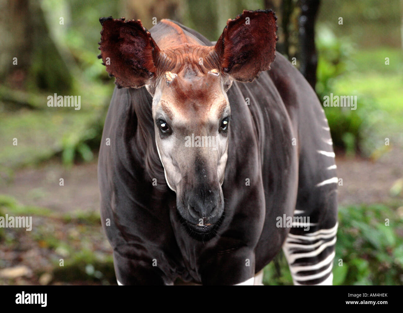 Okapi wildlife reserve congo hi-res stock photography and images - Alamy