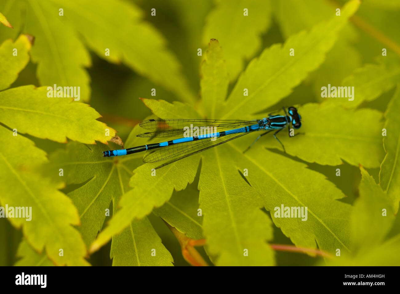 vivid blue dragon fly on japanese maple Stock Photo - Alamy