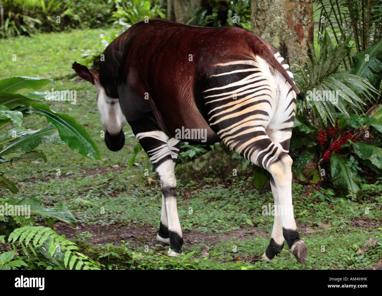 Okapi wildlife reserve congo hi-res stock photography and images - Alamy