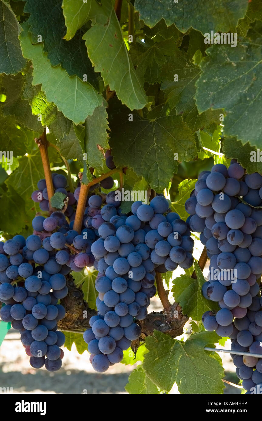 Clusters of three hi-res stock photography and images - Alamy