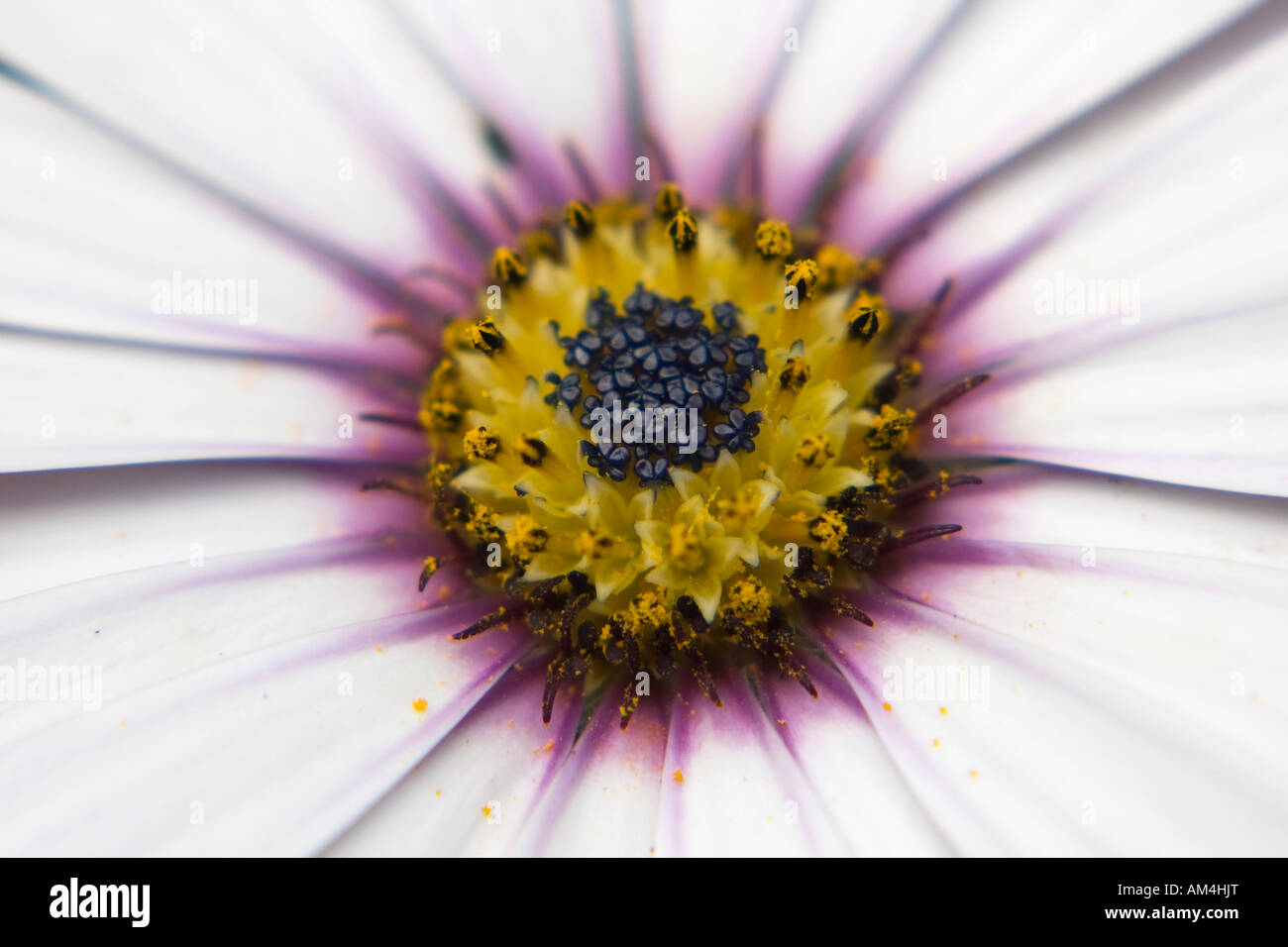 close up macro of daisy flower Stock Photo - Alamy