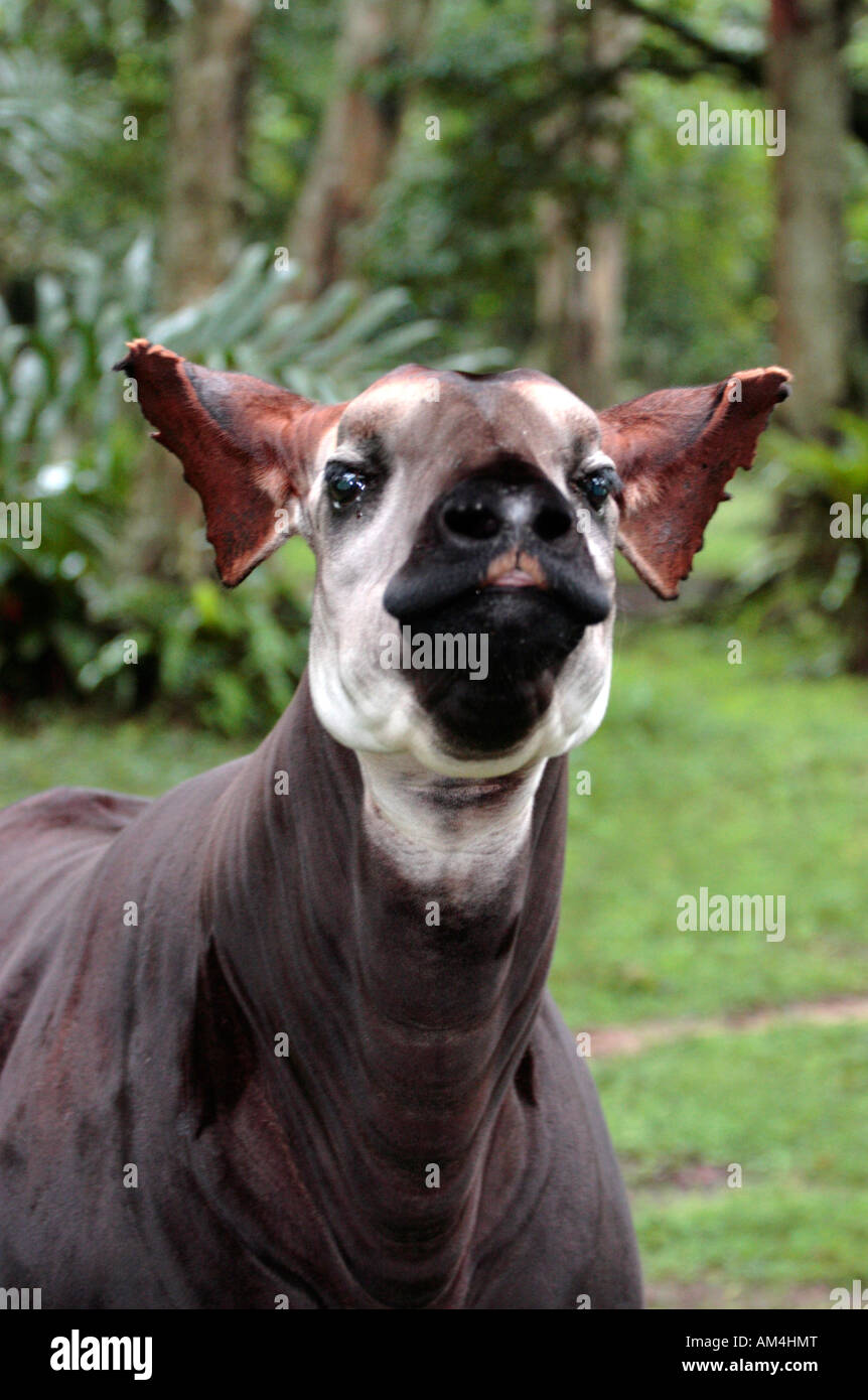 Okapi wildlife reserve congo hi-res stock photography and images - Alamy