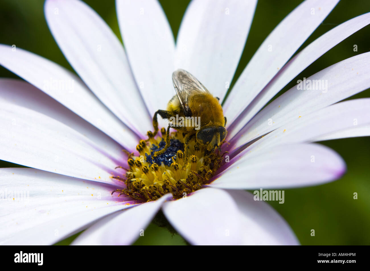 bee feeding on daisy pollen Stock Photo - Alamy