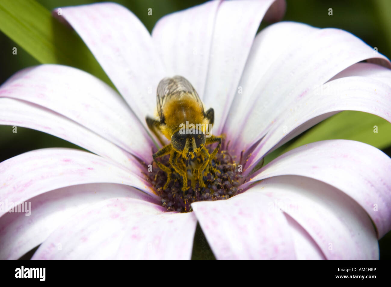 bee feeding on daisy pollen Stock Photo - Alamy