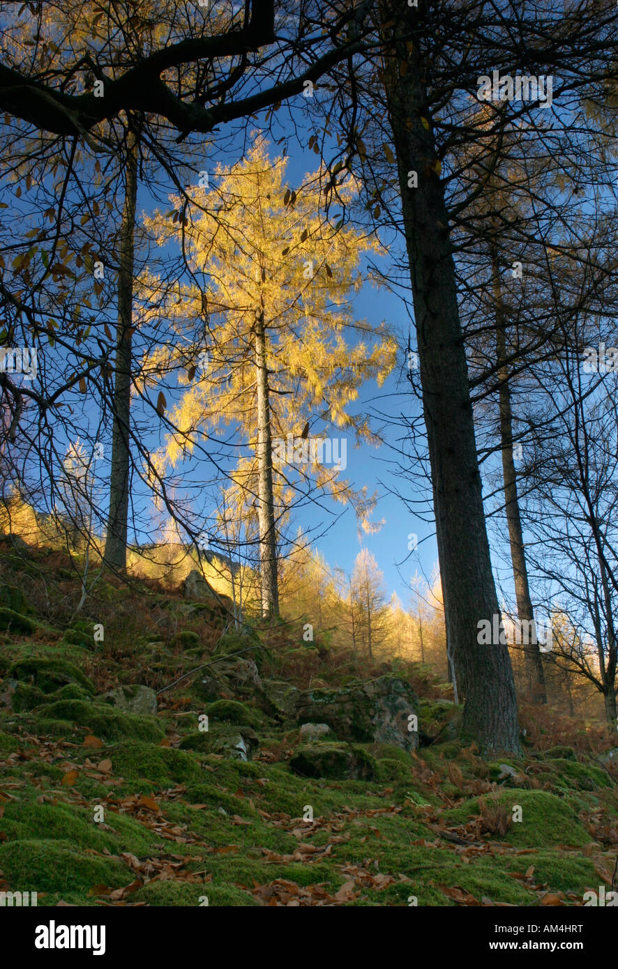 Japanese Larch Tree Larix kaempferi in Autumn Colours. England UK Stock ...