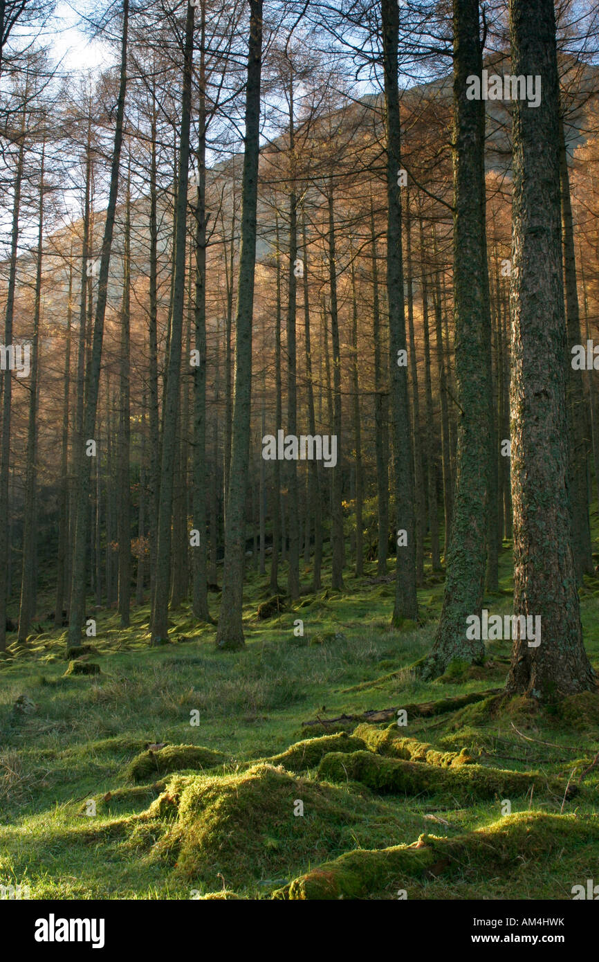 A Forest of Japanese Larch Trees Larix kaempferi growing on a hillside ...