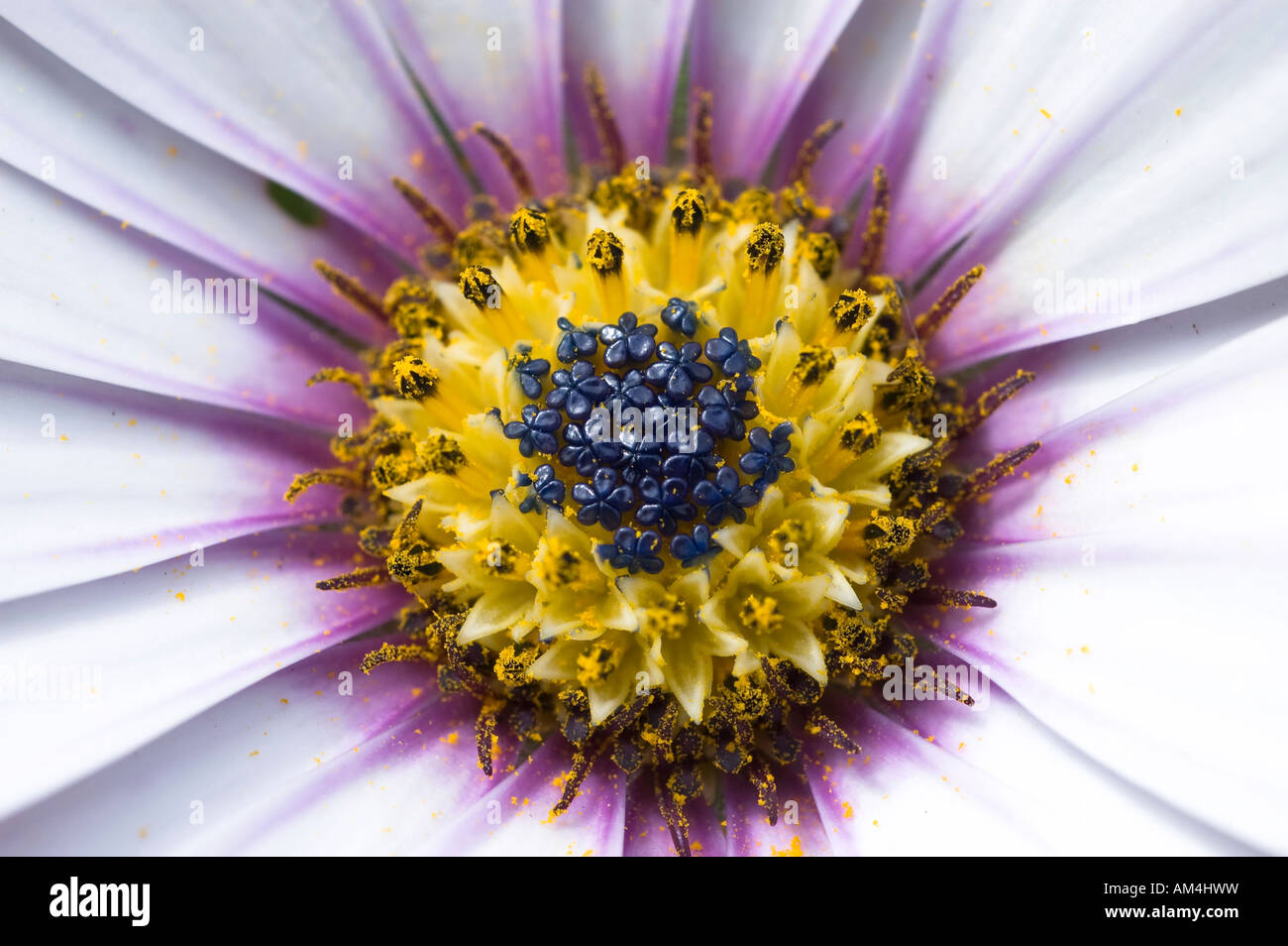 vivid macro daisy Stock Photo - Alamy