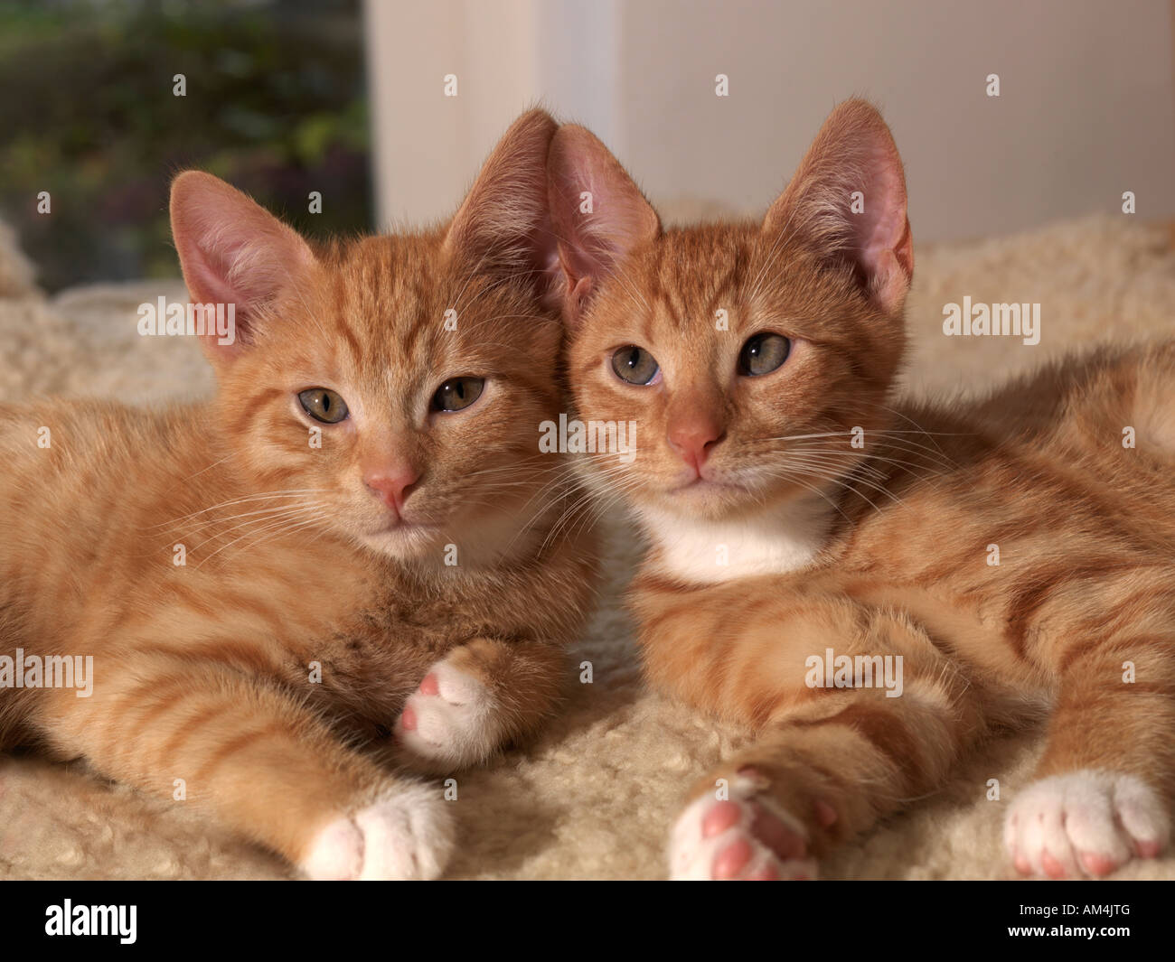 Kittens hi-res stock photography and images - Alamy