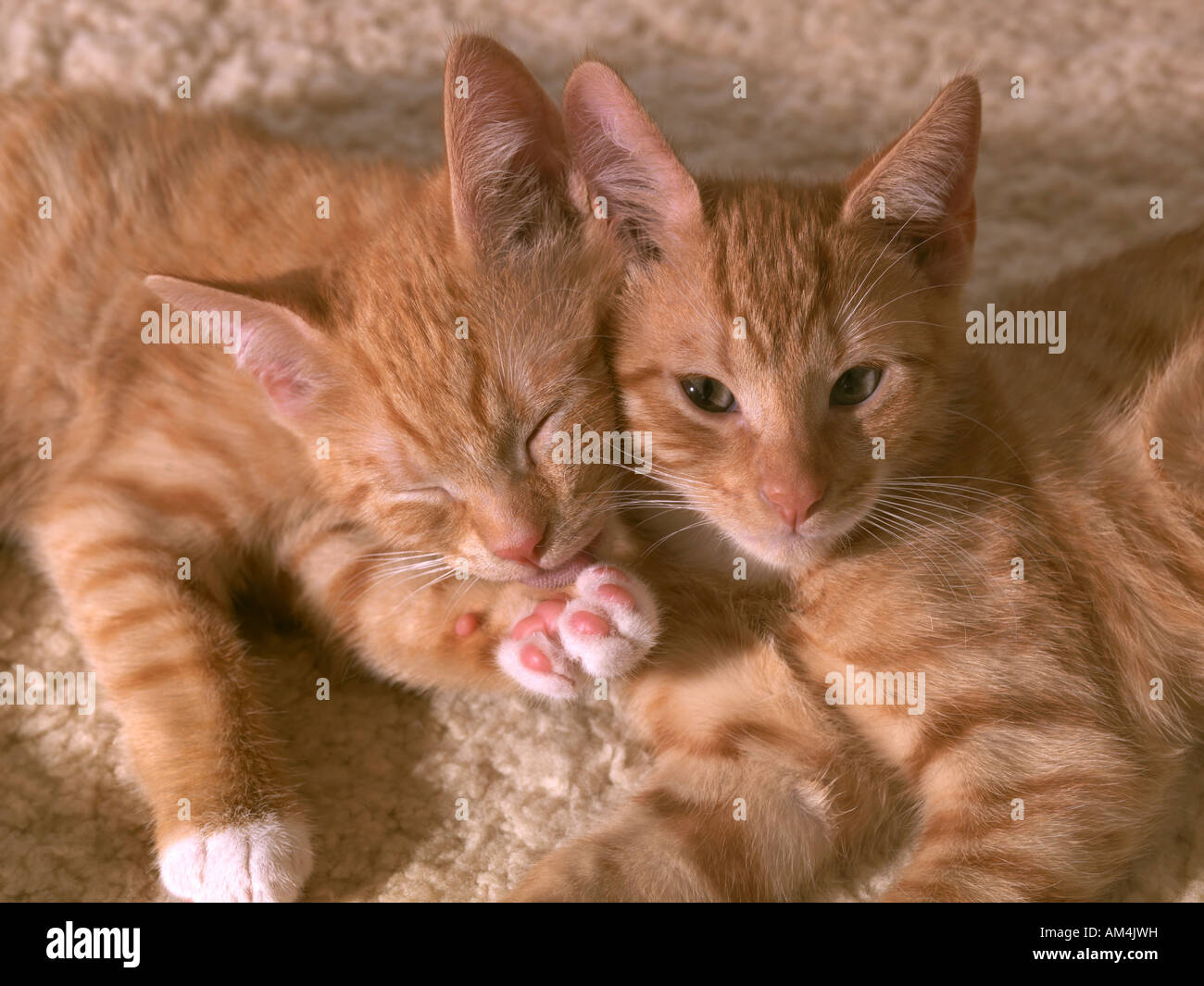 Two Ten week Old Ginger Tom Kittens Stock Photo - Alamy