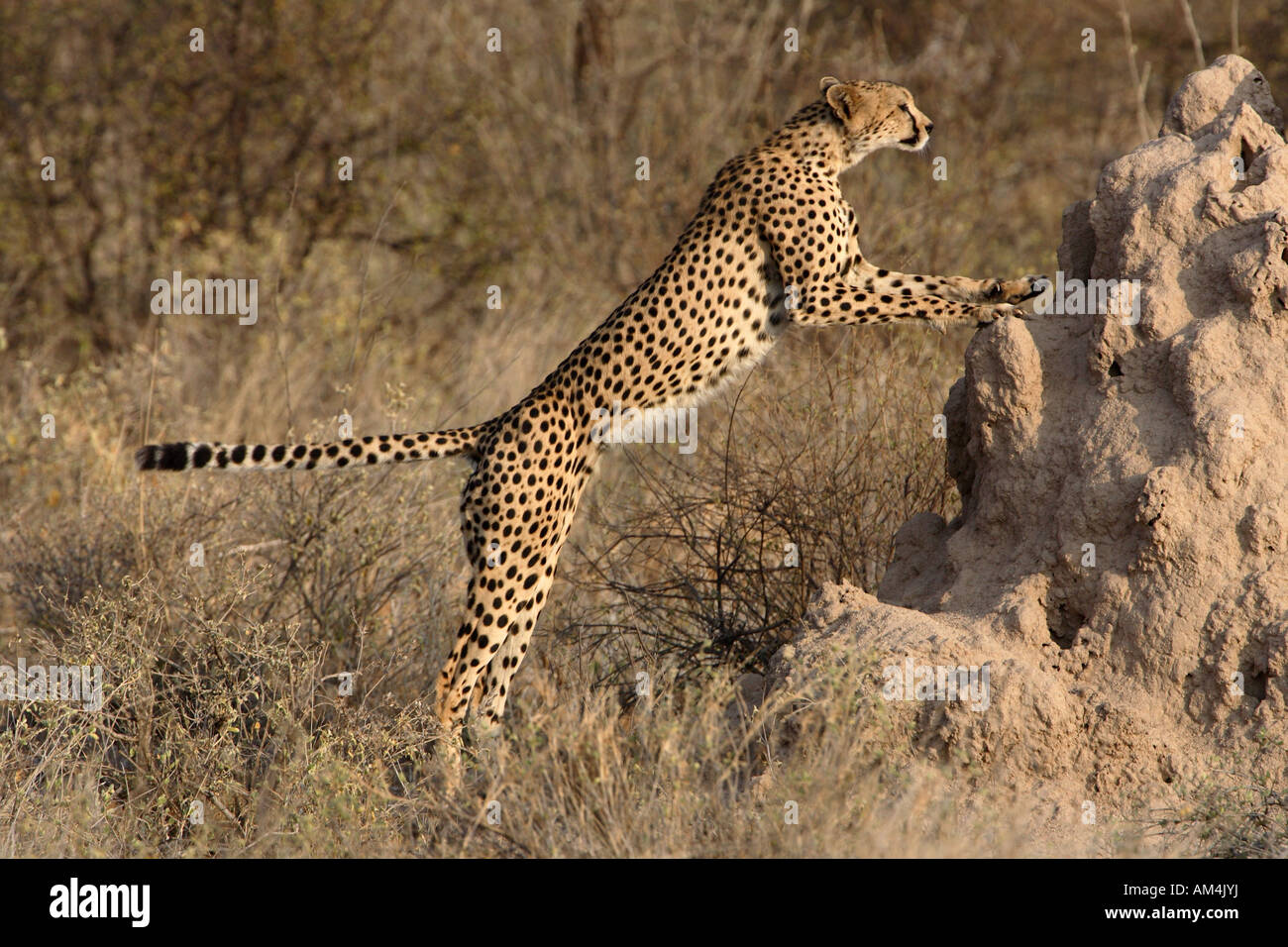 Cheetah Jumping on to Termite Mound Stock Photo - Alamy