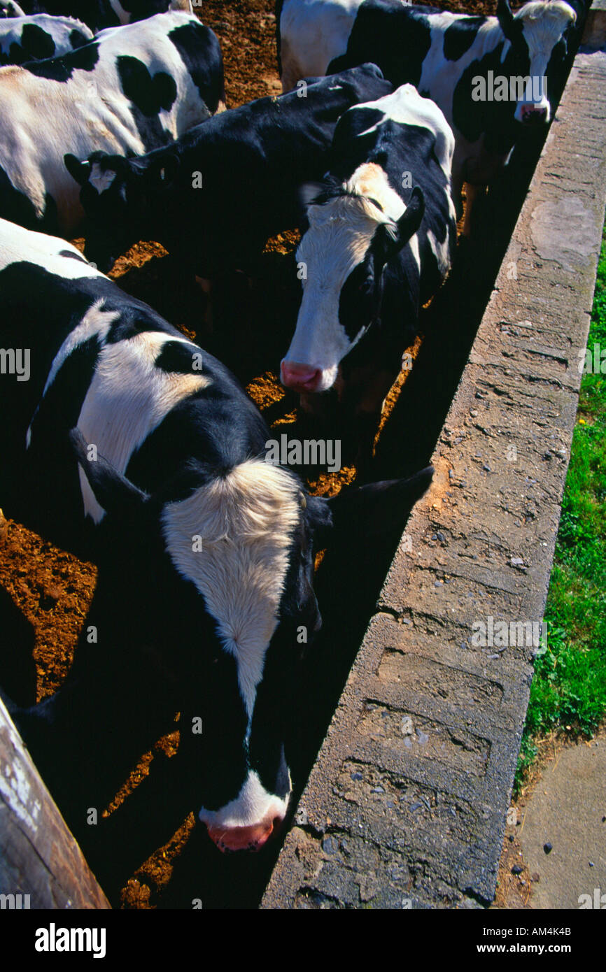 Bull pen hi-res stock photography and images - Alamy