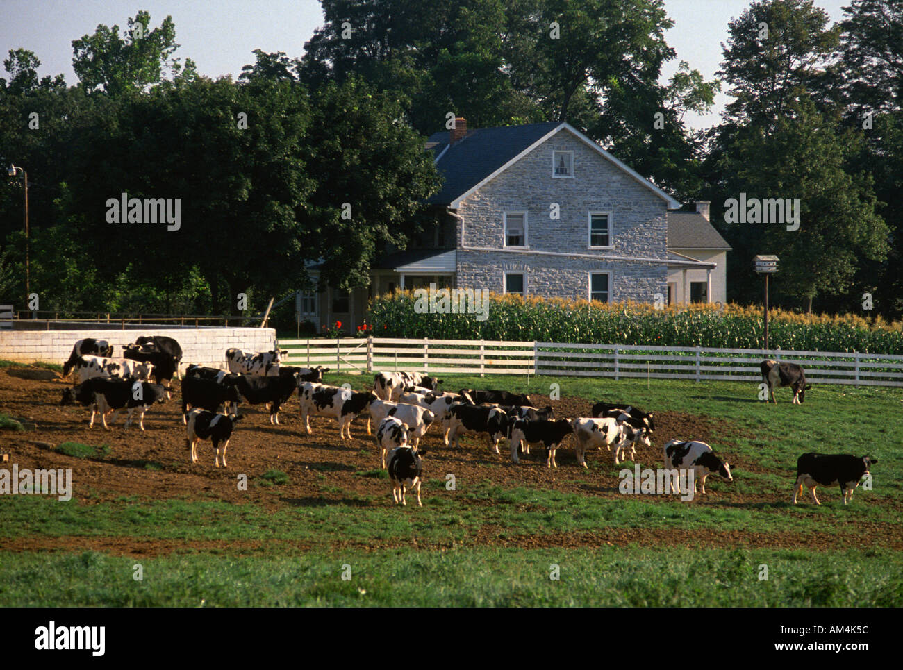 Corn field turkey hi-res stock photography and images - Alamy