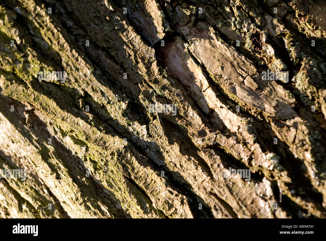 The bark of a tree Stock Photo - Alamy