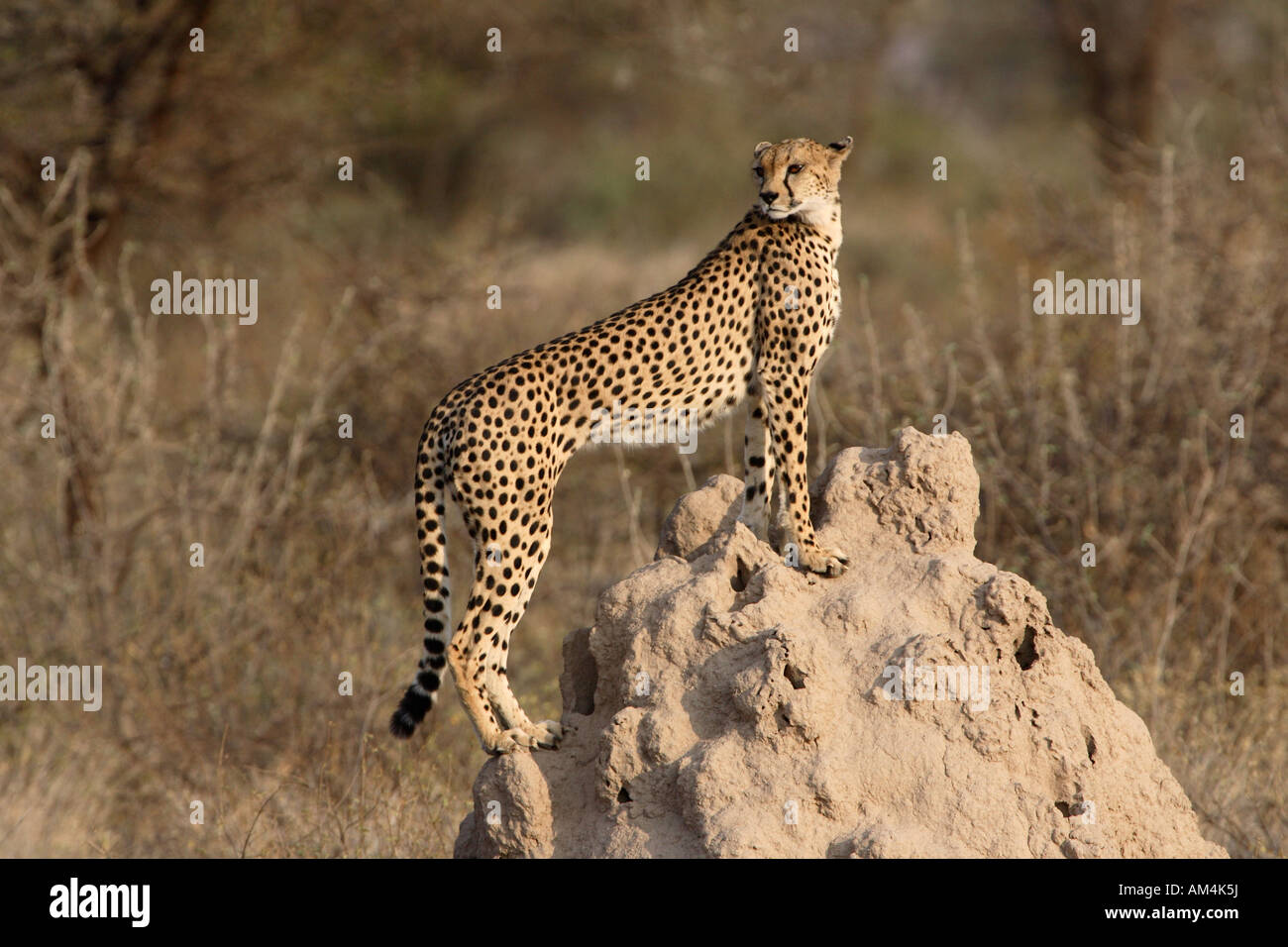 Cheetah jump hi-res stock photography and images - Alamy
