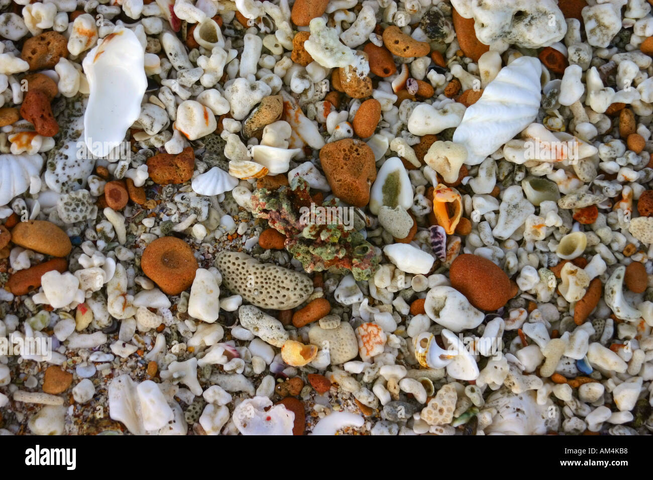 Sea shells sponges and stones along beach next to Quobba Station north ...