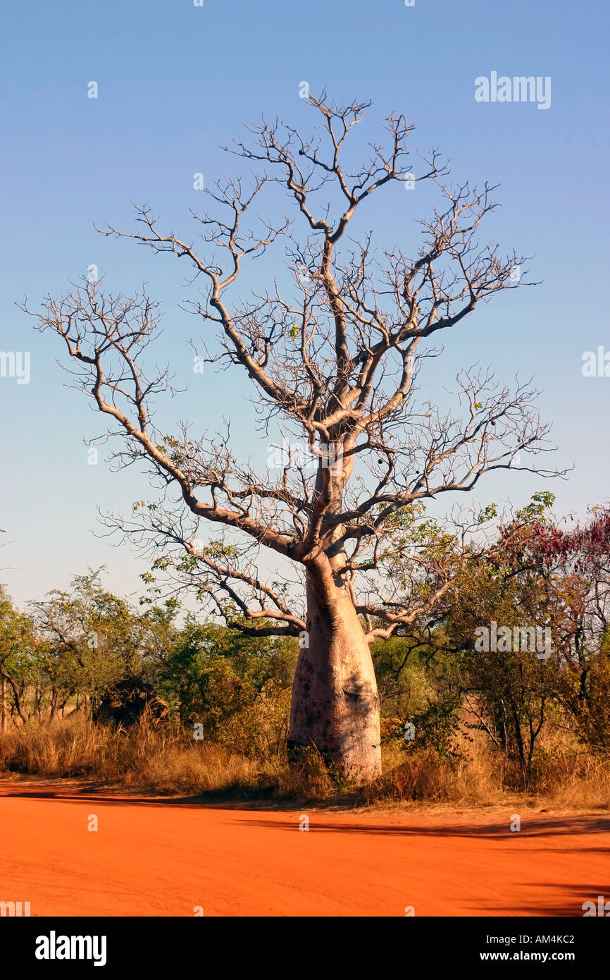 Kimberley derby boab tree hi-res stock photography and images - Alamy