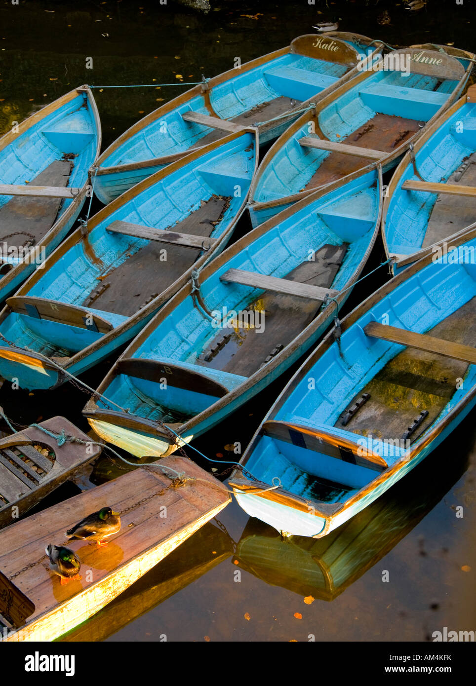 Duck on bridge boat hi-res stock photography and images - Alamy