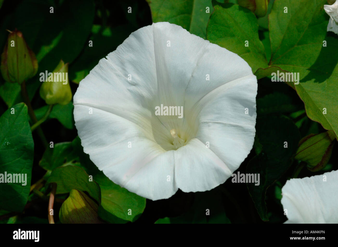 A White Wild Convolvulus Flower Stock Photo - Alamy