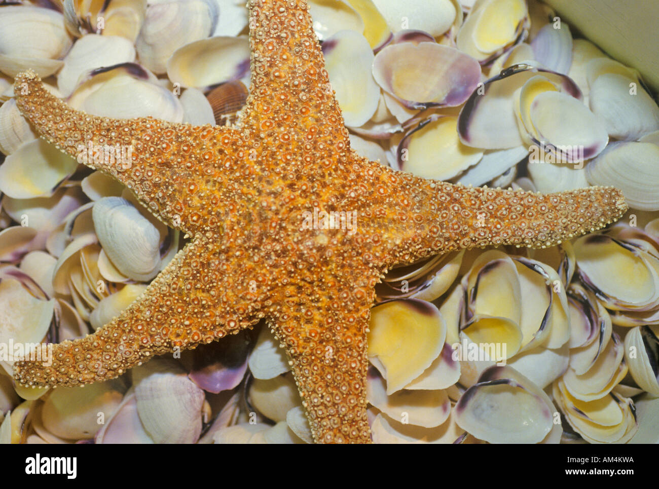 Sea shell patterns at the Shell Factory Fort Myers Florida Stock Photo ...